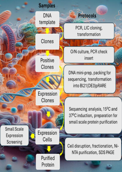 From Primers to Protein - Health Technology Innovations, Inc.